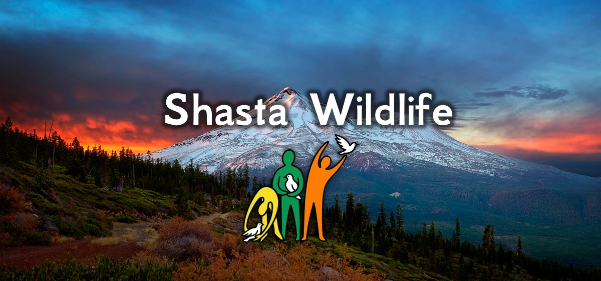 Shasta Wildlife - Blog Post
